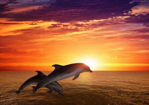 Lais Puzzle - Springende Delfine 500 & 1.000 Teile