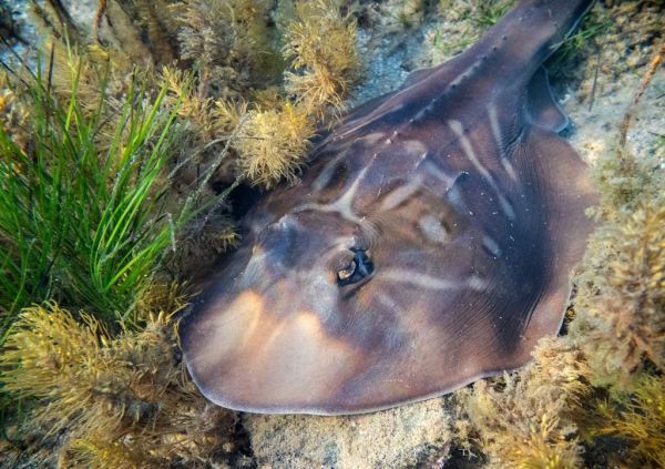 Lais Puzzle - Südlicher Zitterrochen ruhend auf dem Meeresgrund der ...