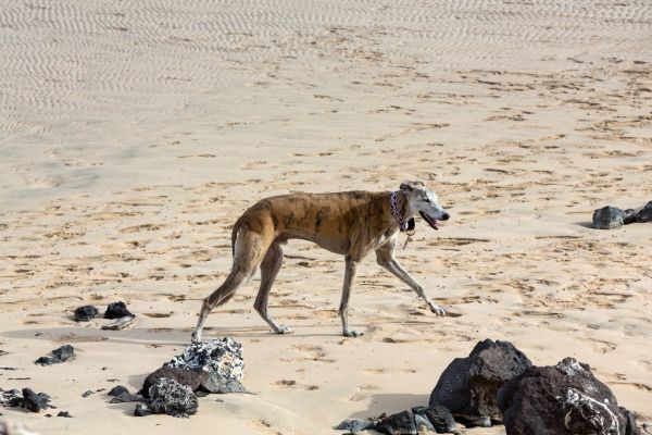 Lais Puzzle - Rampur WIndhund 2.000 Teile