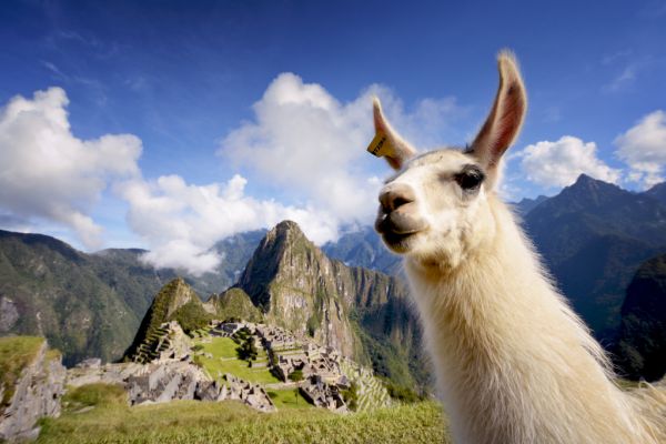 Lais Puzzle - Lama in Machu Picchu, Peru 2.000 Teile