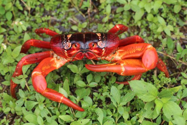 Lais Puzzle - Roter Weihnachtsinselkrebs (Gecarcoidea natalis ...