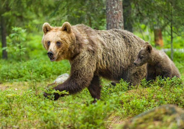 Lais Puzzle - Braunbär in Finnland 1.000 Teile